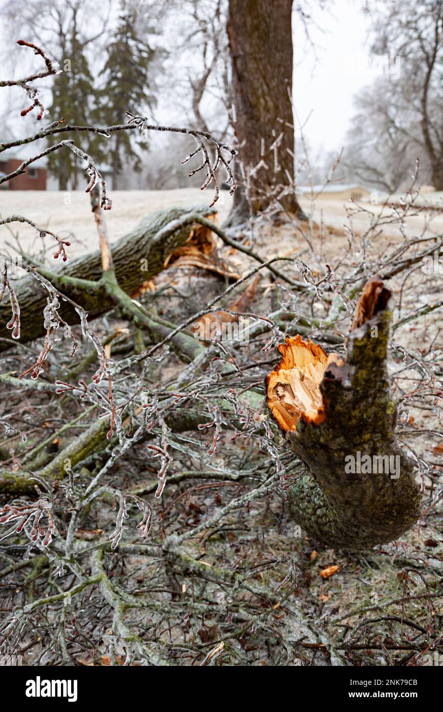 Trees suffered during Bloomfield Hills,MI ice Storm Stock Photo - Alamy