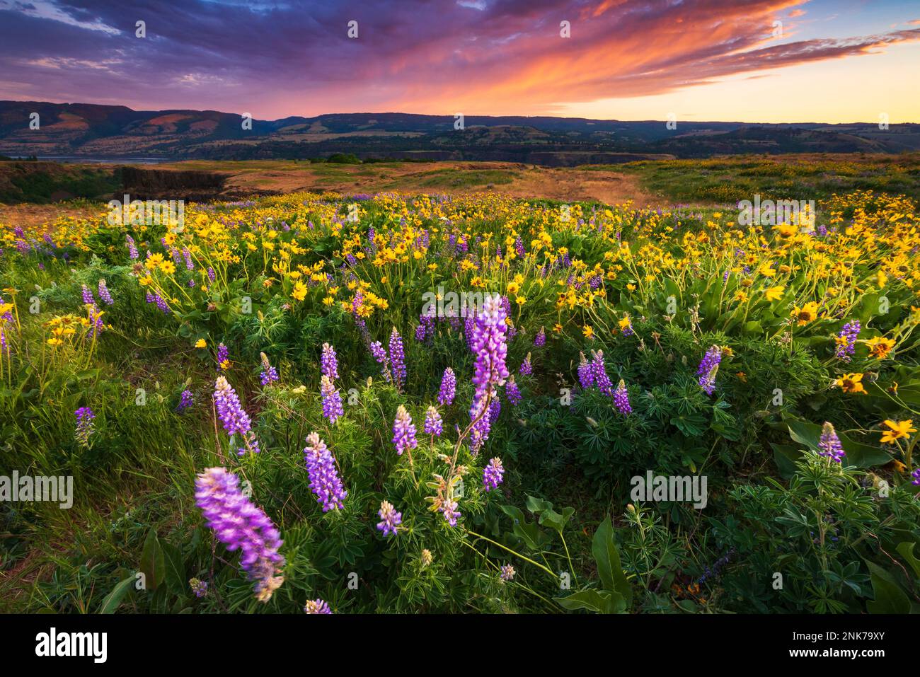 Wildflowers at Tom McCall Preserve, Columbia River Gorge National ...