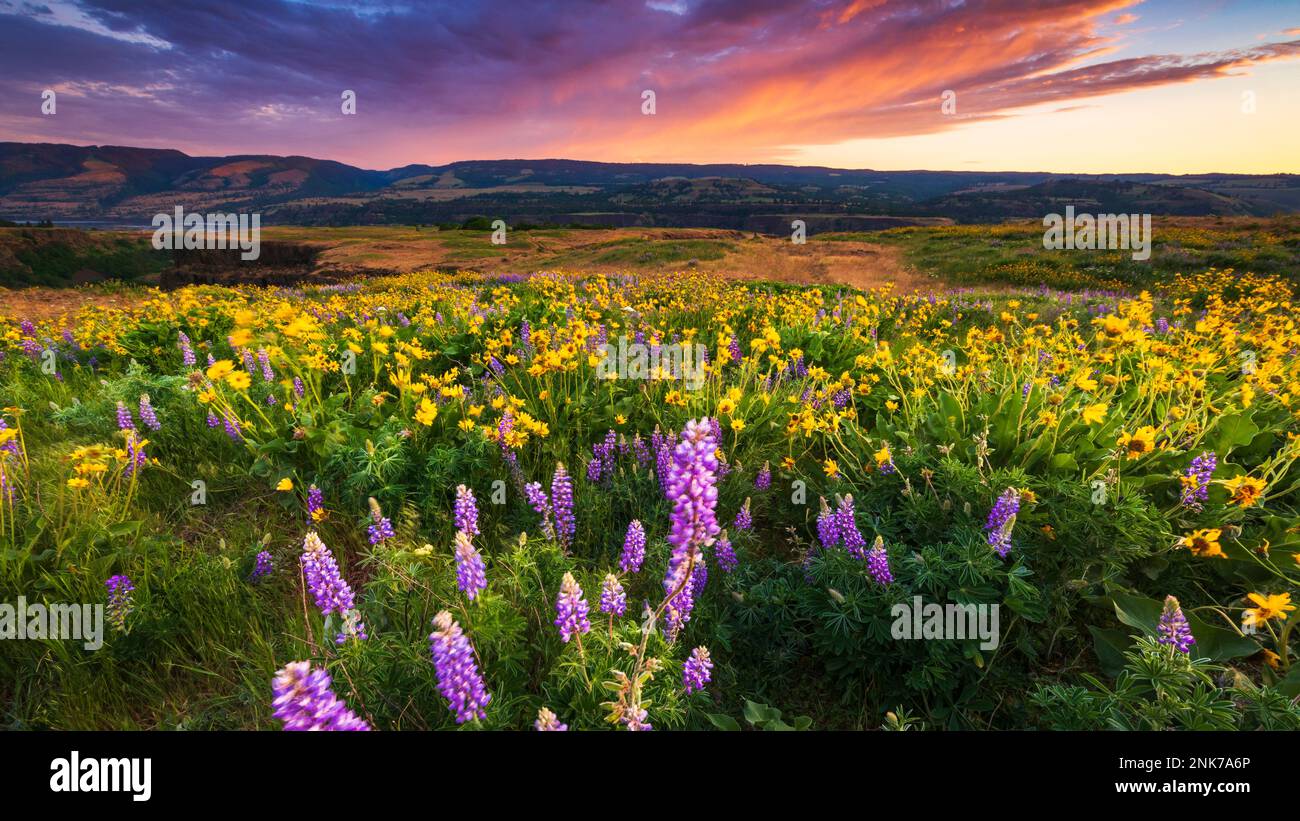 Wildflowers at Tom McCall Preserve, Columbia River Gorge National ...