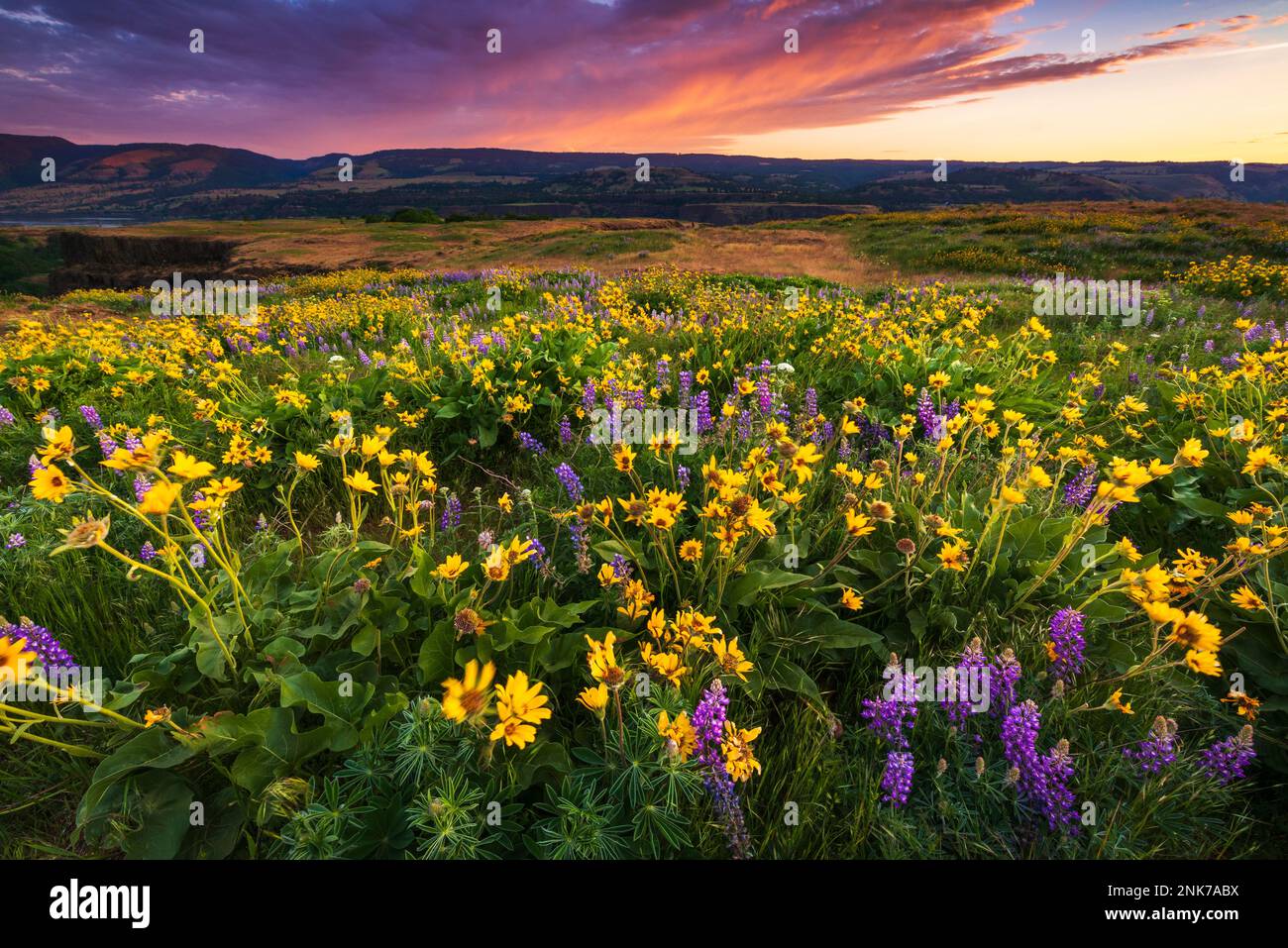 Wildflowers at Tom McCall Preserve, Columbia River Gorge National ...