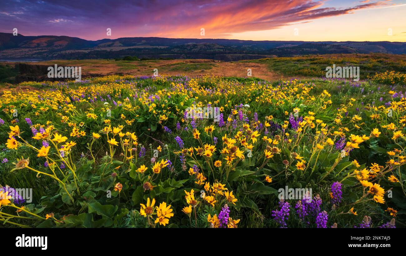 Wildflowers at Tom McCall Preserve, Columbia River Gorge National ...