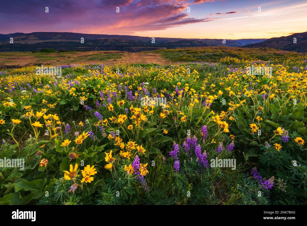Wildflowers at Tom McCall Preserve, Columbia River Gorge National ...