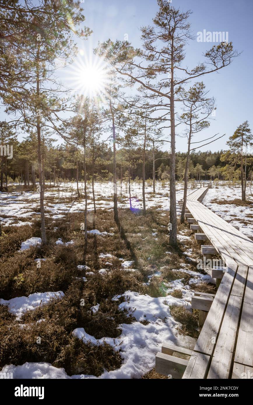 Tourist trail in a bog, spring, Latvia, Baltic states Stock Photo - Alamy