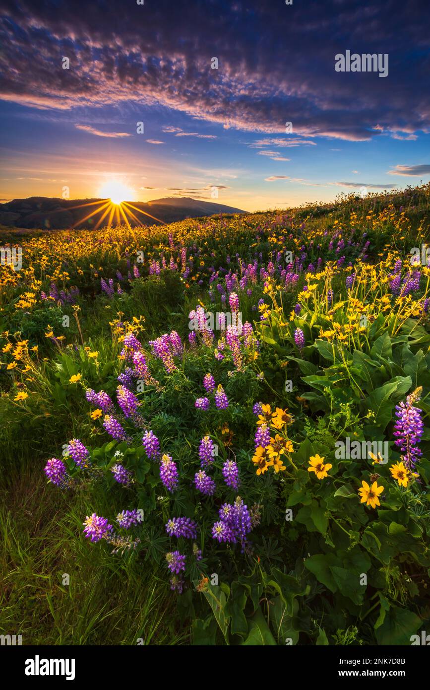 Wildflowers at Tom McCall Preserve, Columbia River Gorge National ...