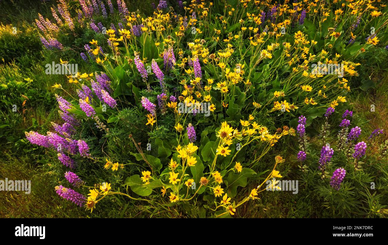 Wildflowers at Tom McCall Preserve, Columbia River Gorge National ...
