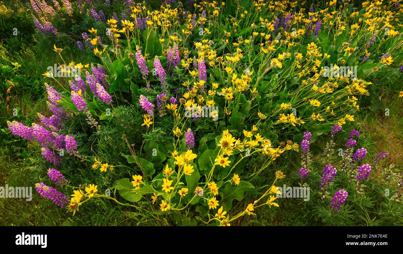 Wildflowers at Tom McCall Preserve, Columbia River Gorge National ...