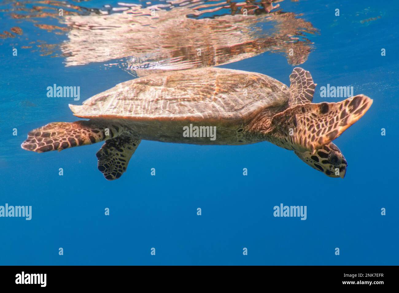 Hawksbill sea turtle. Tropical tortoise in blue ocean Stock Photo - Alamy