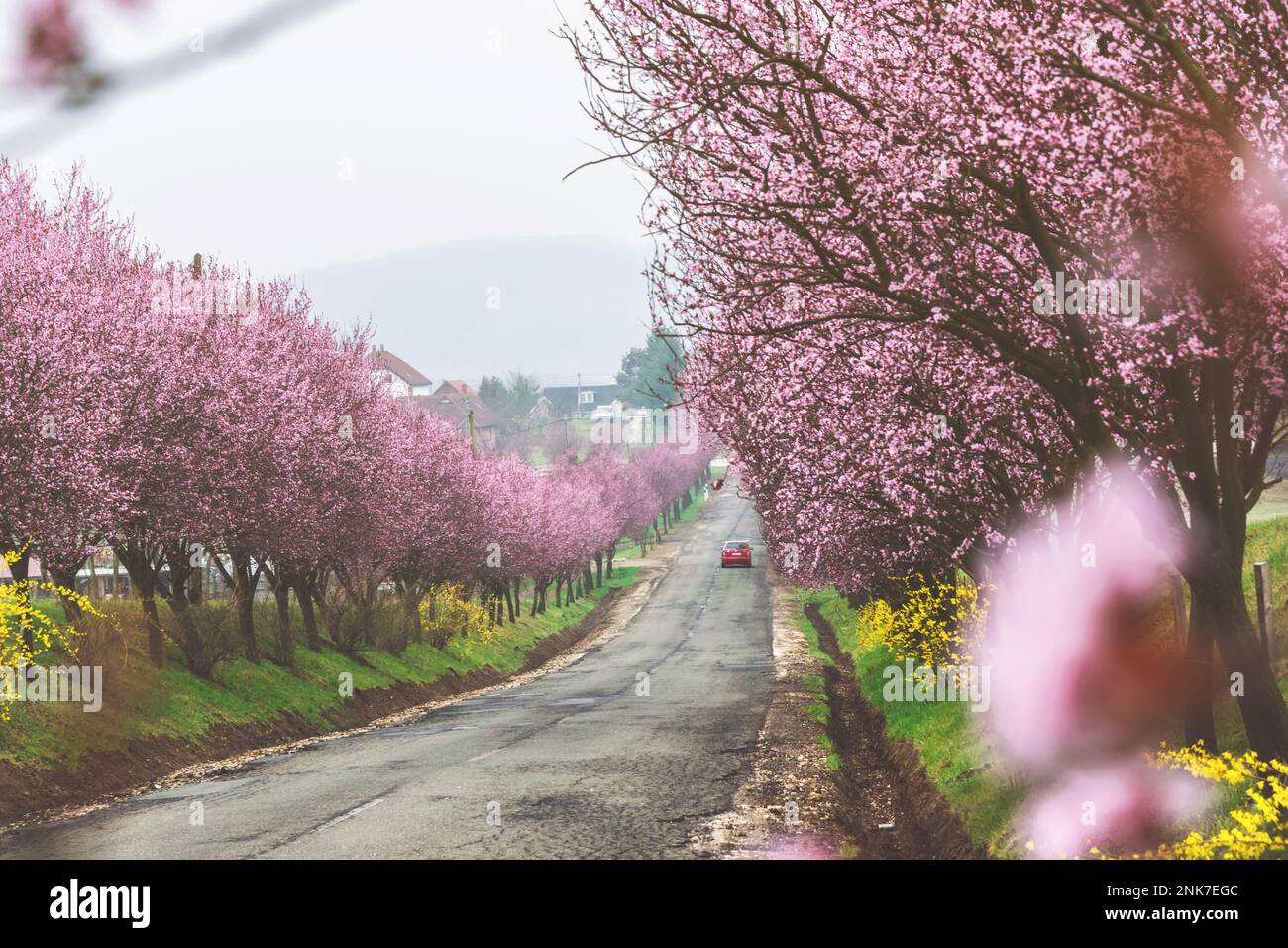 Prunus cerasifera woodii hi-res stock photography and images - Alamy