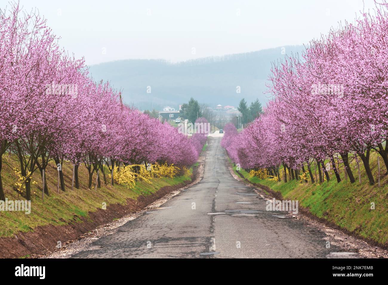 Prunus cerasifera woodii hi-res stock photography and images - Alamy