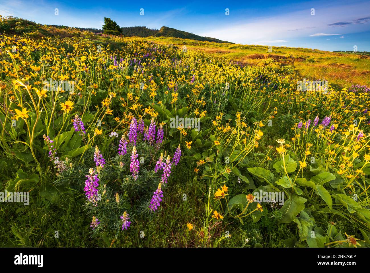 Wildflowers at Tom McCall Preserve, Columbia River Gorge National ...