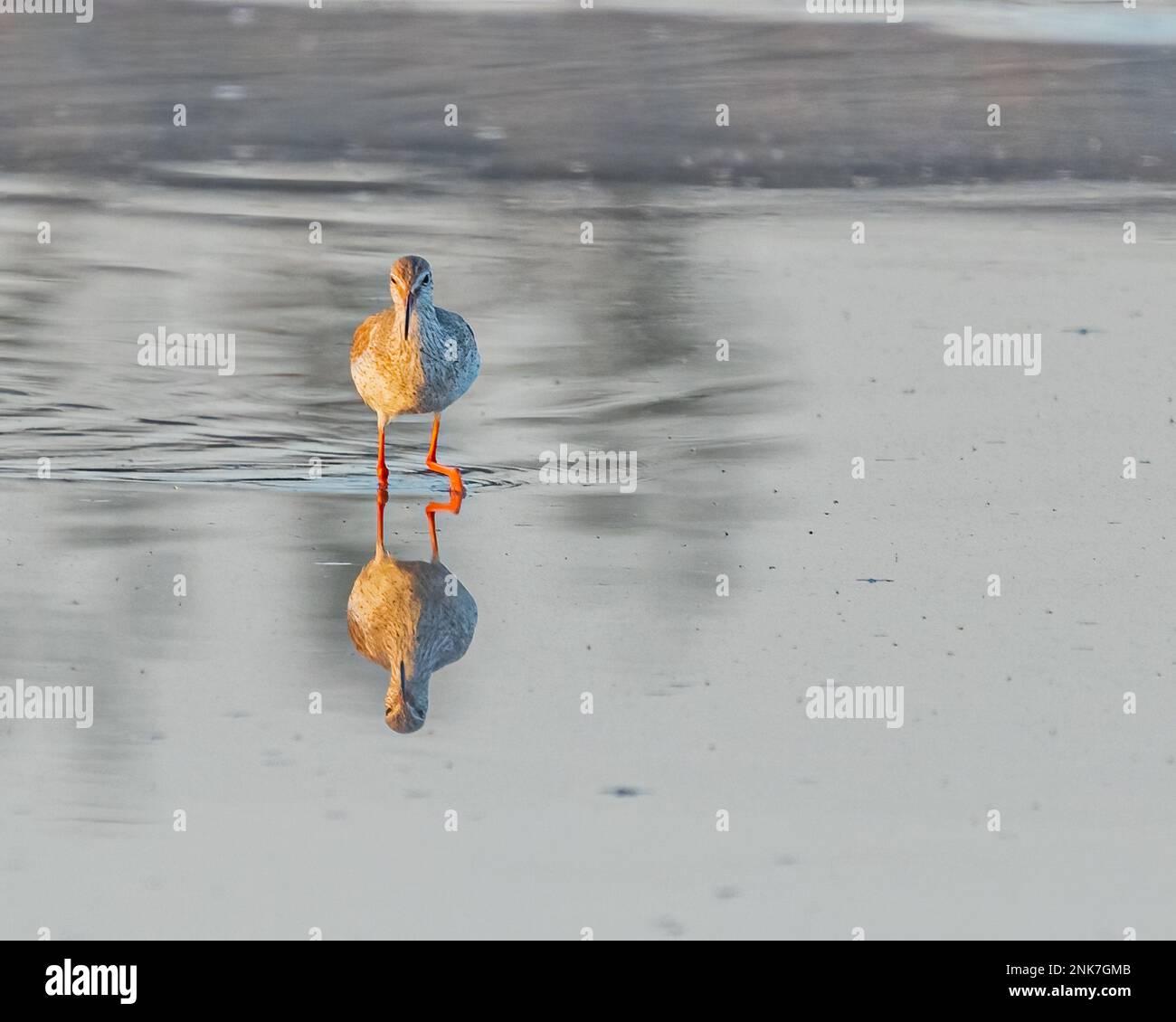 Red shank bird hi-res stock photography and images - Alamy
