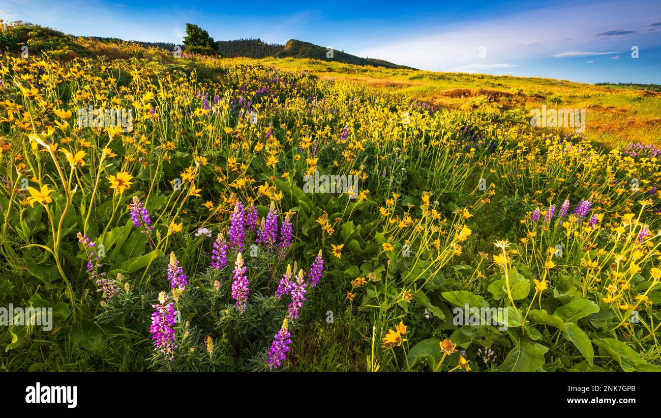 Wildflowers at Tom McCall Preserve, Columbia River Gorge National ...