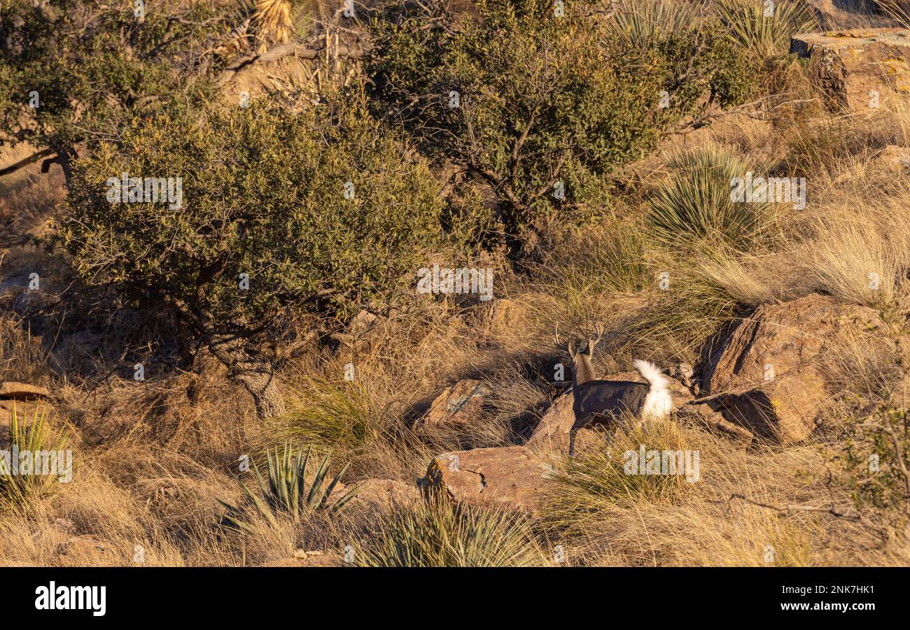 Coues Whitetail Deer Buck in the Chiricahua Mountains Arizona Stock ...