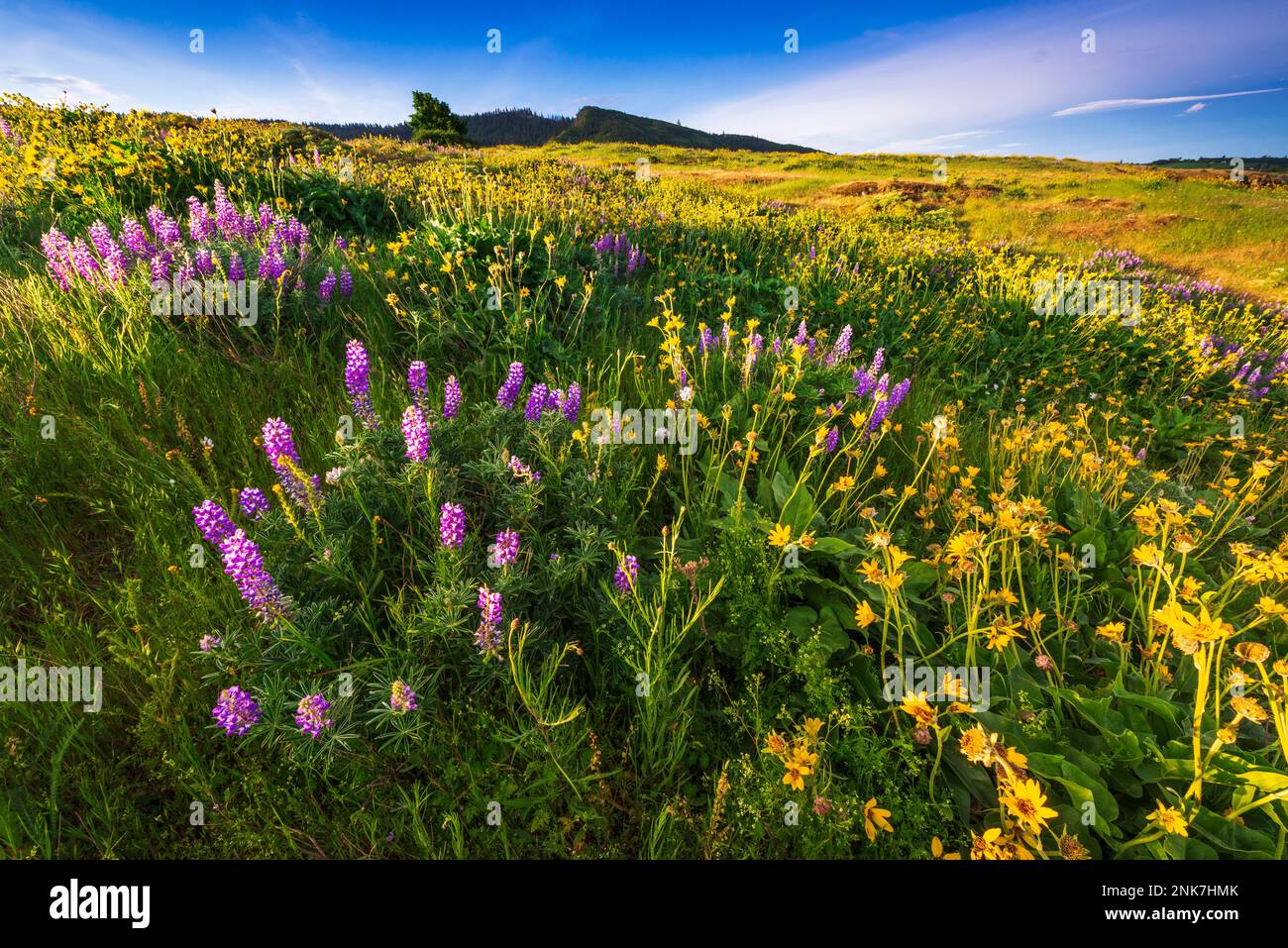 Wildflowers at Tom McCall Preserve, Columbia River Gorge National ...