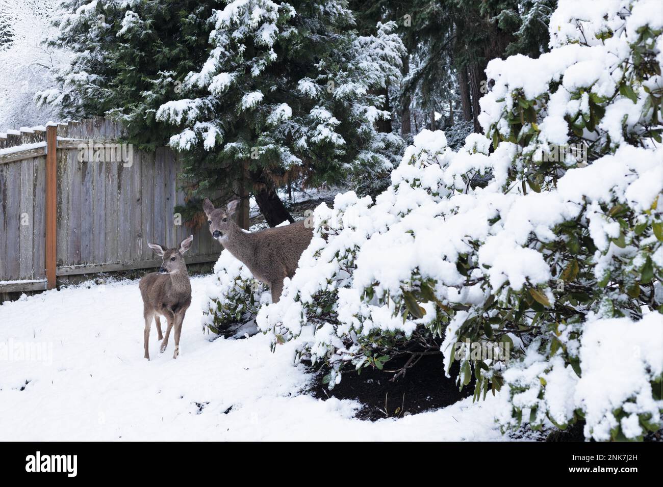 Deer in snow in a yard in Eugene, Oregon Stock Photo - Alamy