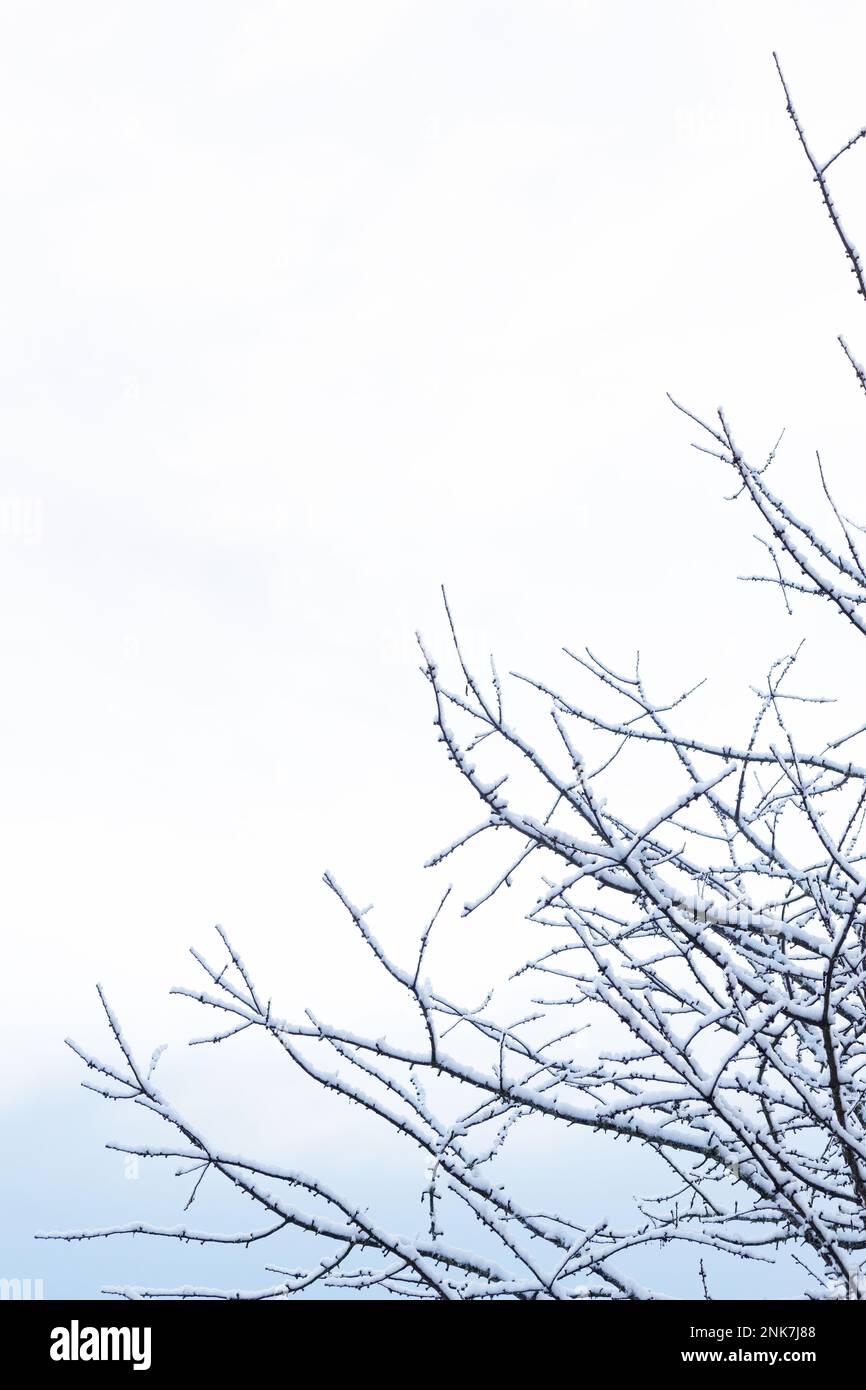 Bare branches of a cherry tree against a winter sky, in Eugene, Oregon ...