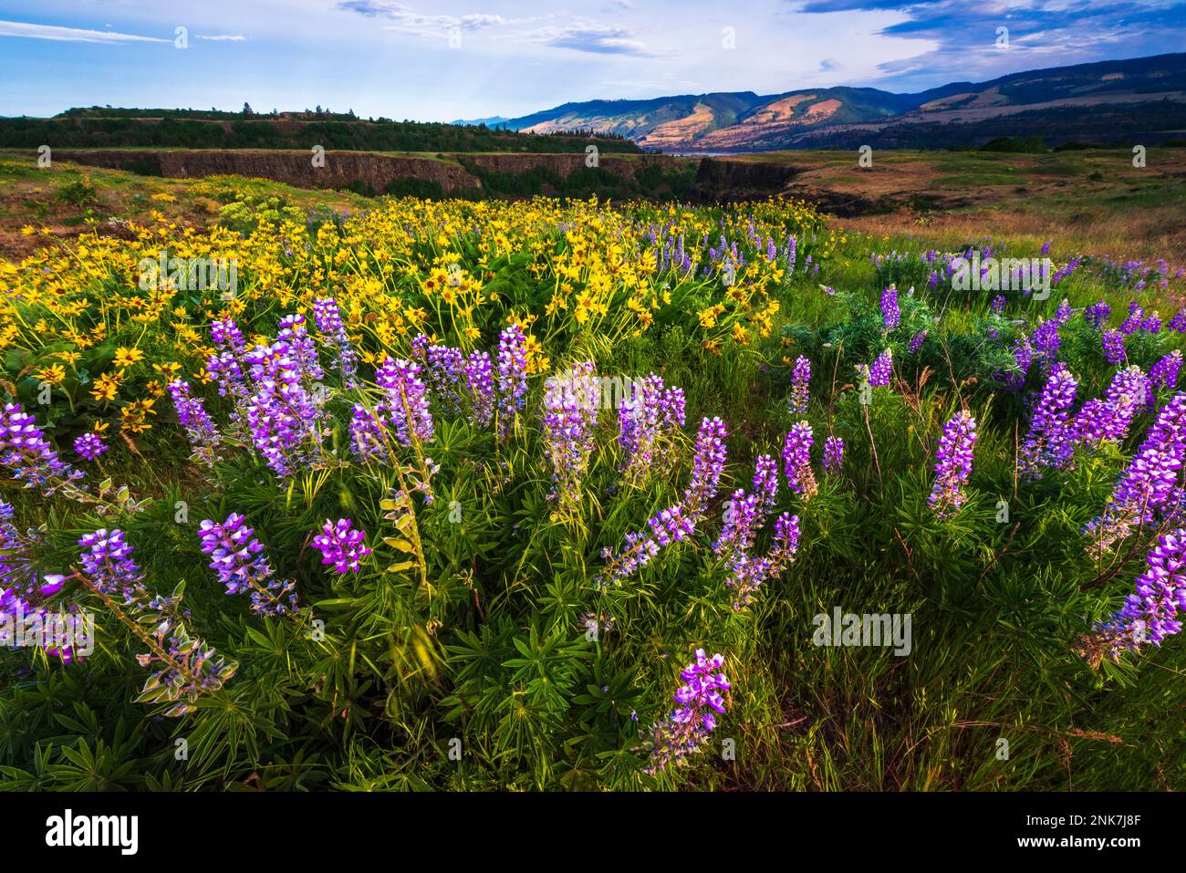 Wildflowers at Tom McCall Preserve, Columbia River Gorge National ...