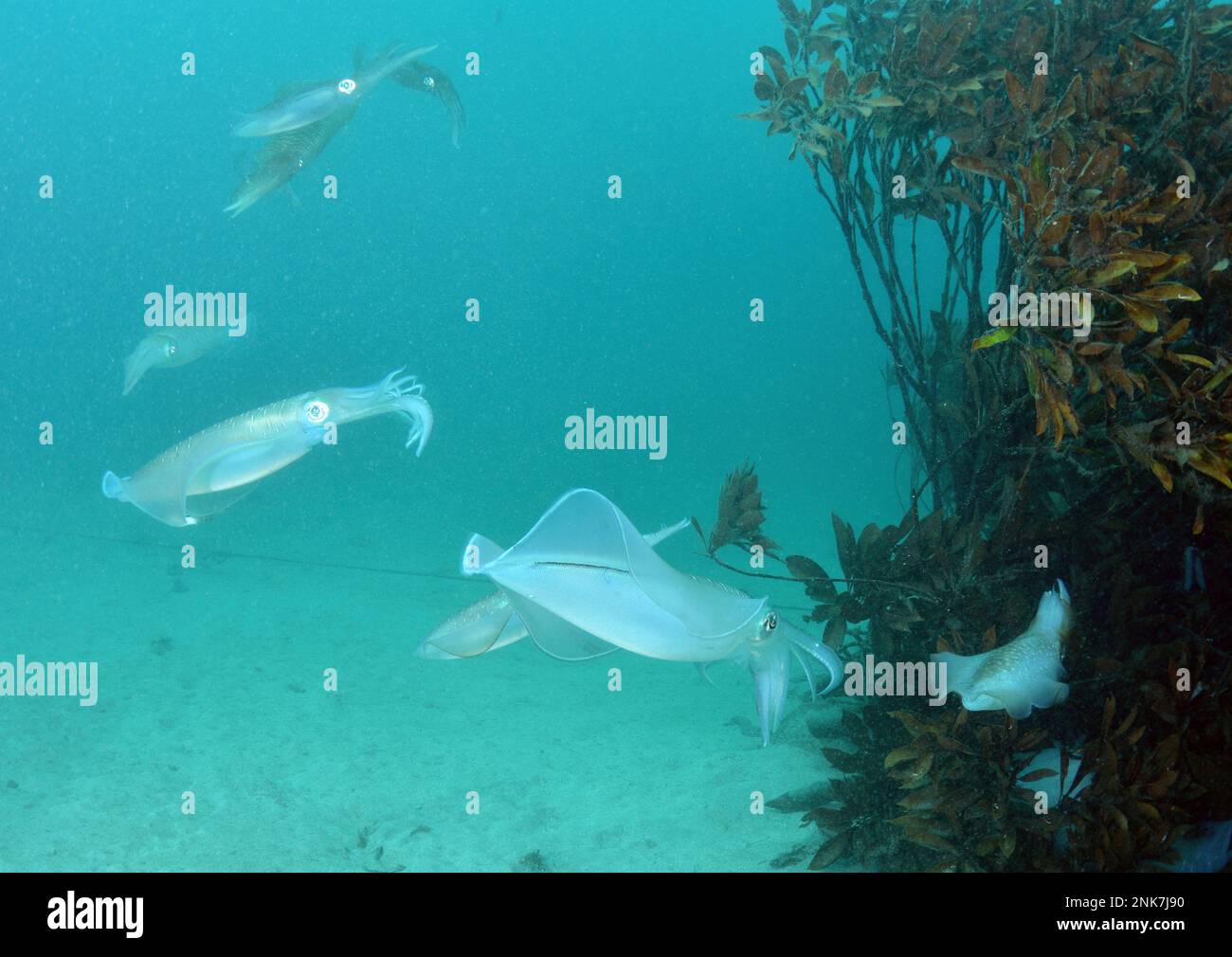 Bigfin reef squids deposit their eggs on a spawning bed off the Kawana ...