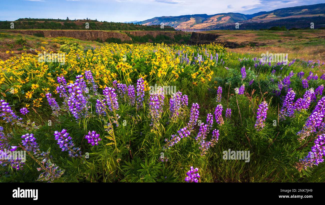 Wildflowers at Tom McCall Preserve, Columbia River Gorge National ...