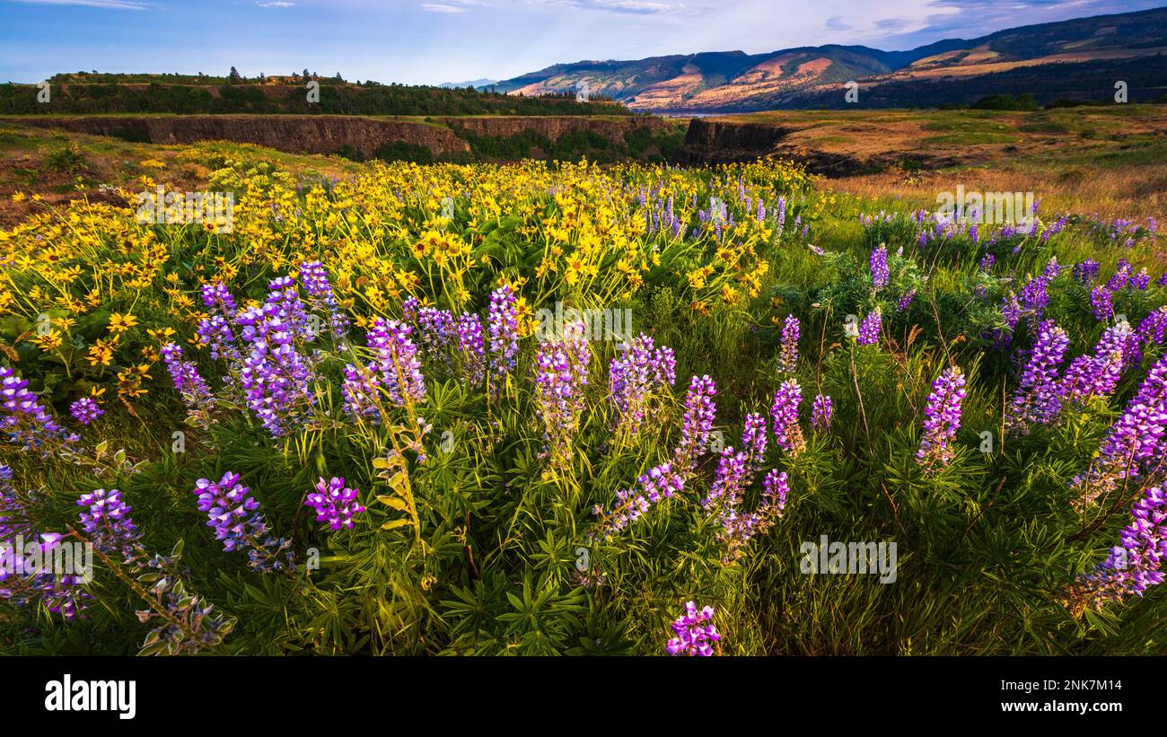 Wildflowers at Tom McCall Preserve, Columbia River Gorge National ...