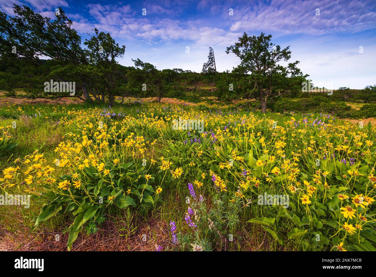 Wildflowers at Tom McCall Preserve, Columbia River Gorge National ...
