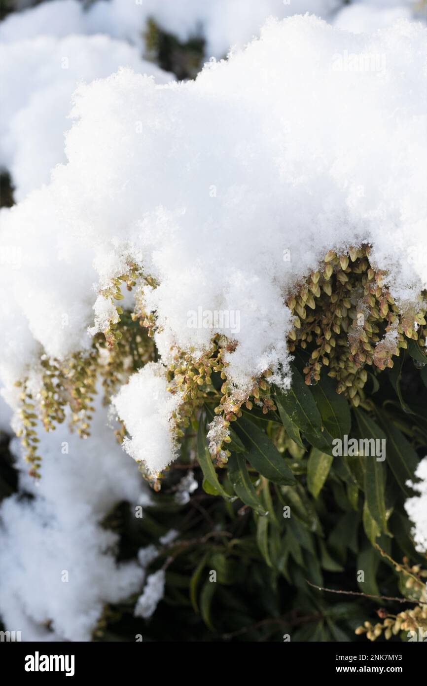 Snow covered Japanese Andromeda in a garden in winter in Eugene, Oregon ...