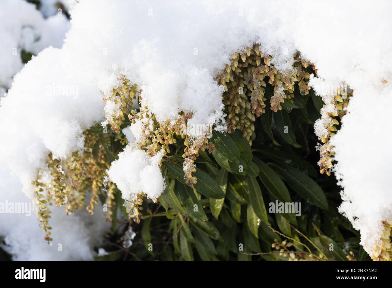 Snow covered Japanese Andromeda in a garden in winter in Eugene, Oregon ...