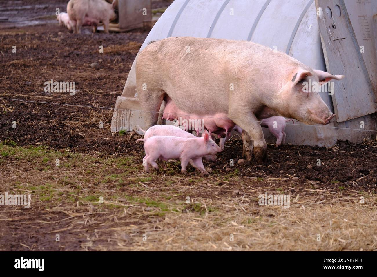 Pigs and piglets Stock Photo - Alamy