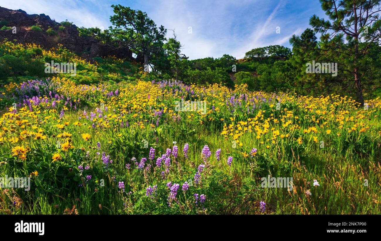 Wildflowers at Tom McCall Preserve, Columbia River Gorge National ...