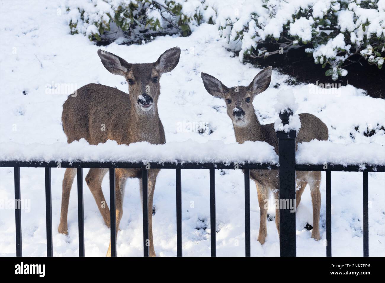 A cute doe and her fawn stand together at a fence with snow on their ...