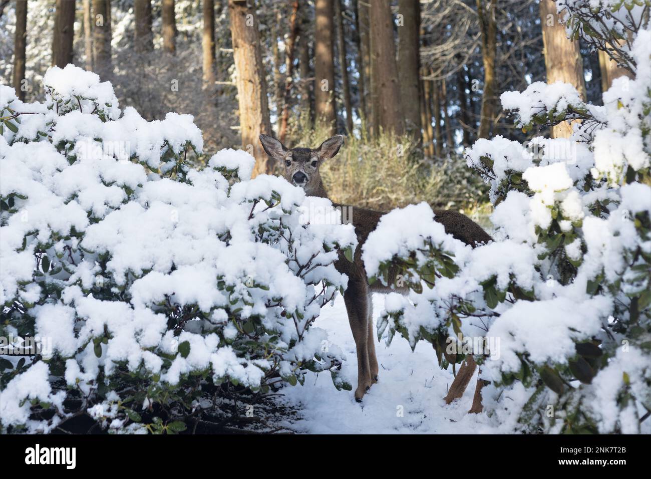 Deer in snow in a yard in Eugene, Oregon Stock Photo - Alamy