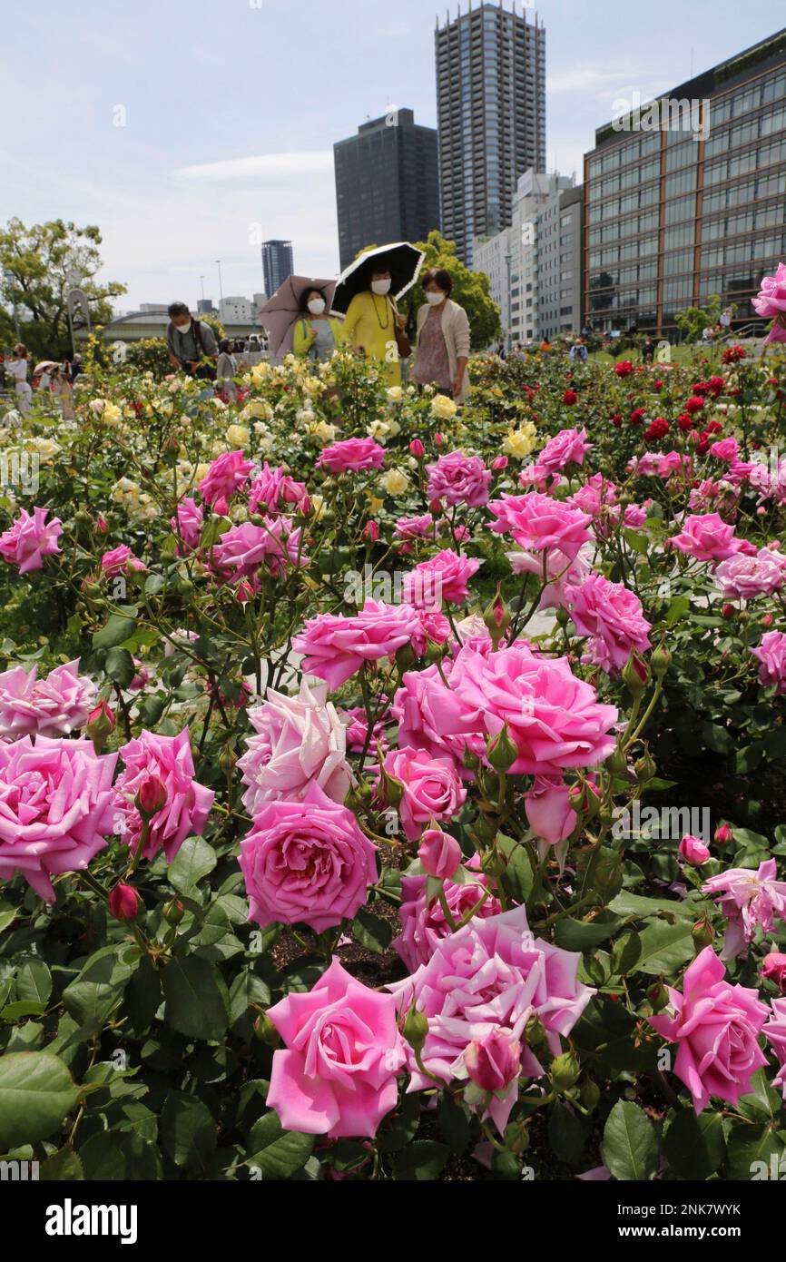 Roses are in full bloom at Nakanoshima Park in Osaka City on May 10 ...