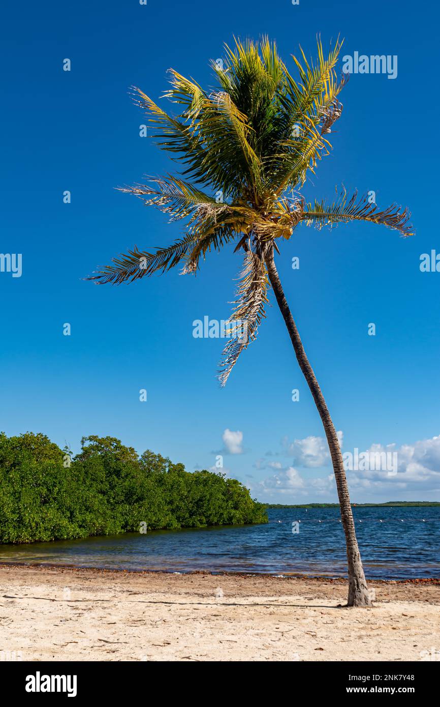 Palm tree on beach in Florida Stock Photo - Alamy