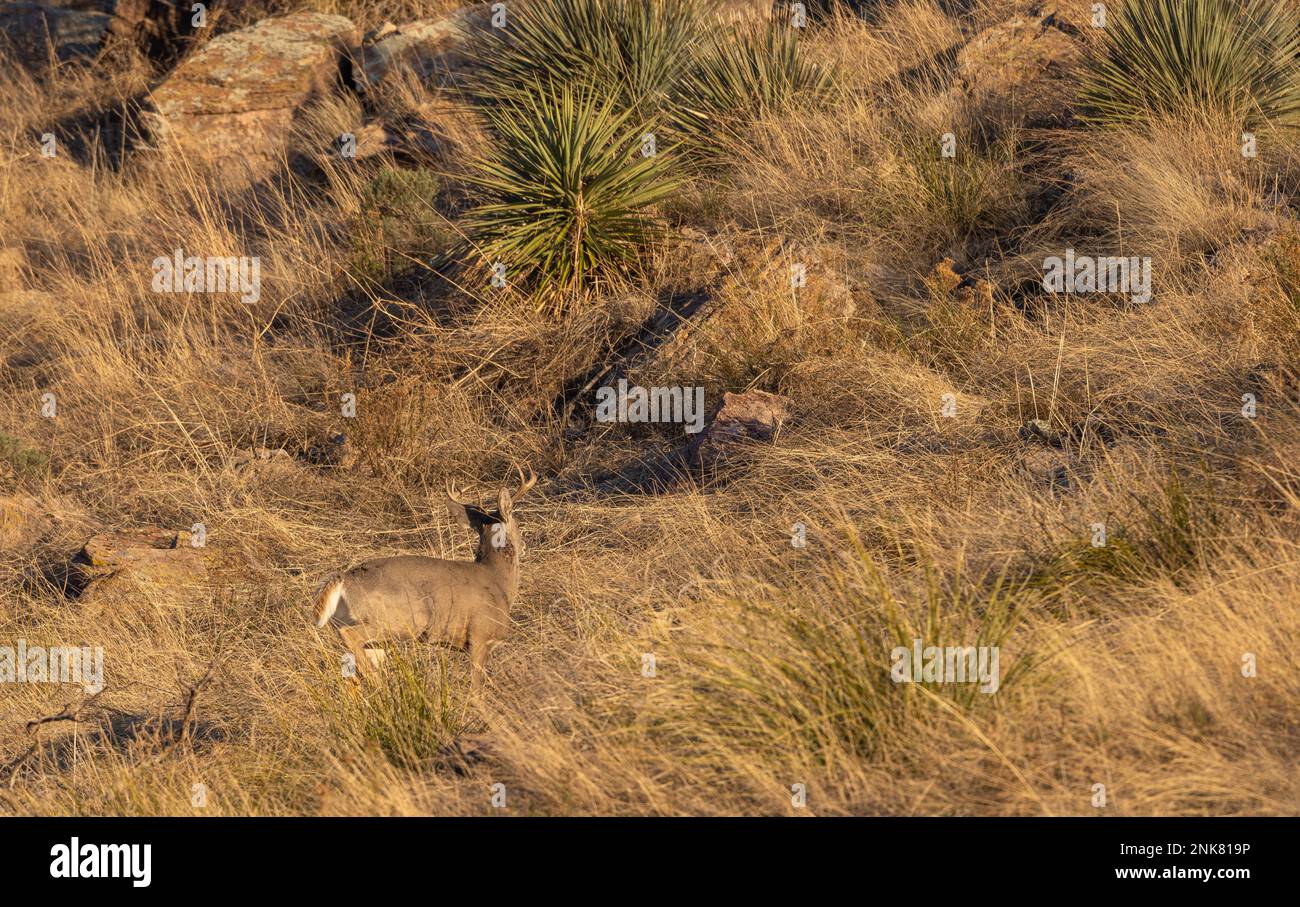 Coues Whitetail Deer Buck in the Chiricahua Mountains Arizona Stock ...