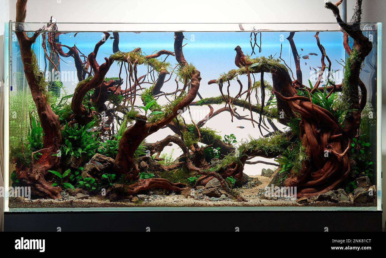 Aquascaped freshwater aquarium with neon fish, live plants, Frodo ...