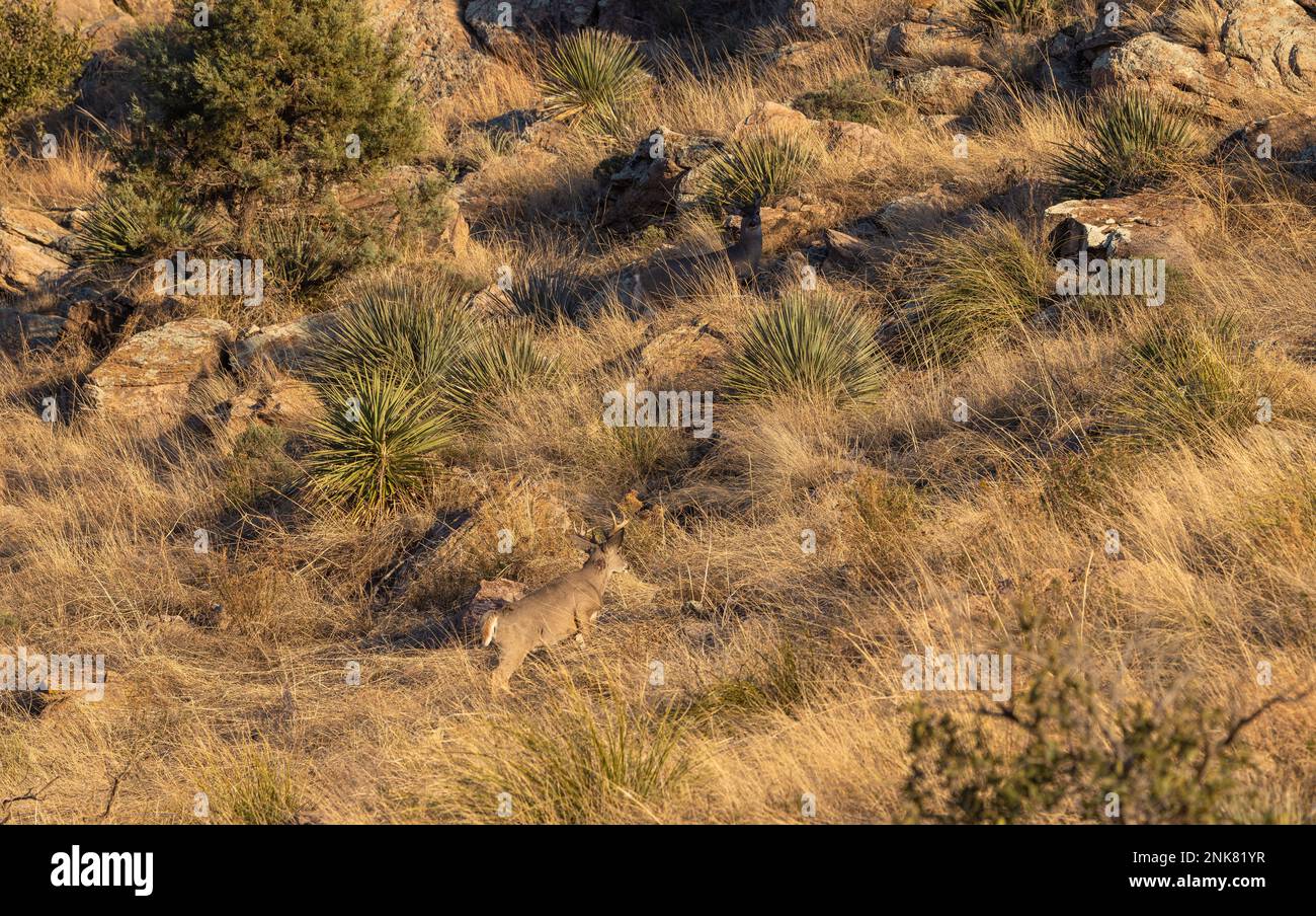 Coues Whitetail Deer Buck in the Chiricahua Mountains Arizona Stock ...