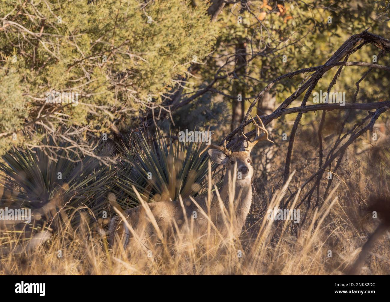 Coues Whitetail Deer Buck in the Chiricahua Mountains Arizona Stock ...