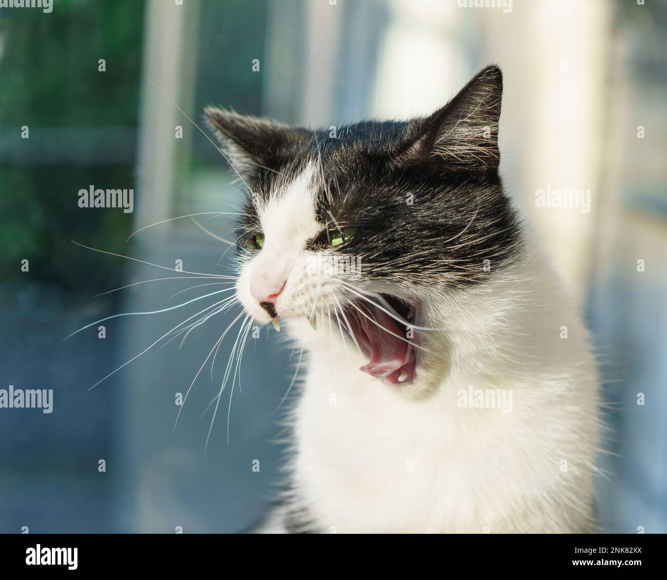 Beautiful Domestic Black White Short Hair Green Yellow Eyes Cat Yawns . Close Up, Horizontal ...
