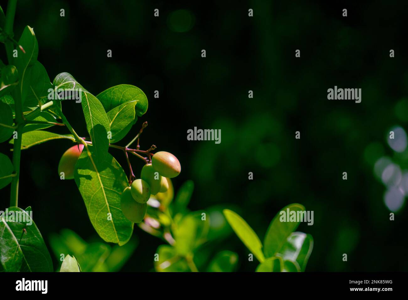 Bengal fruit hi-res stock photography and images - Alamy