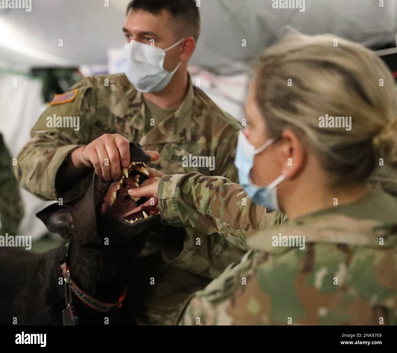 422nd medical detachment of veterinary services hi-res stock ...