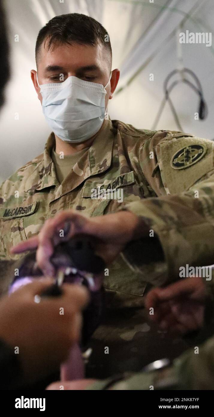 422nd medical detachment of veterinary services hi-res stock ...