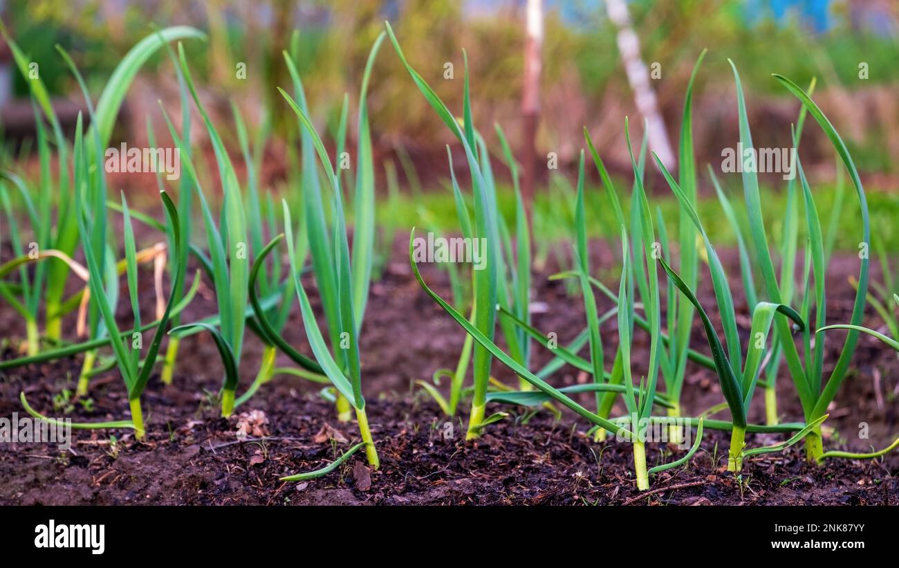 Garlic. Young garlic sprouts in the spring bed Stock Photo - Alamy