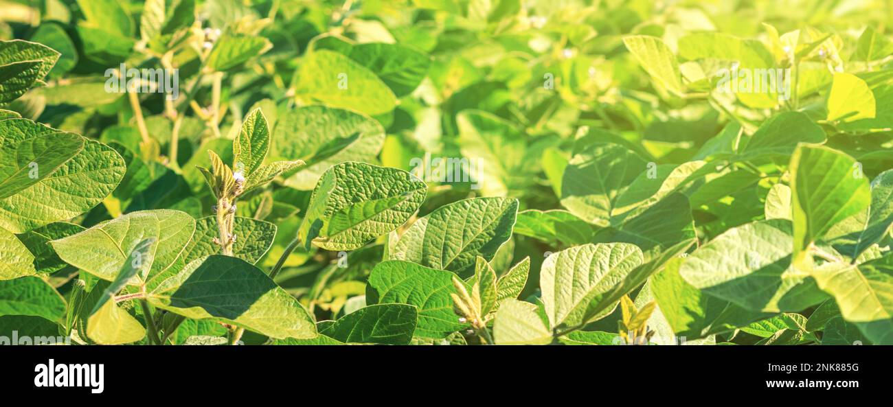 The green field of young flowering soybean plants grows in rows in the ...