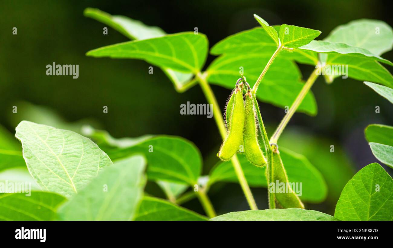 The stalks of a young soybean plant during a period of active growth ...
