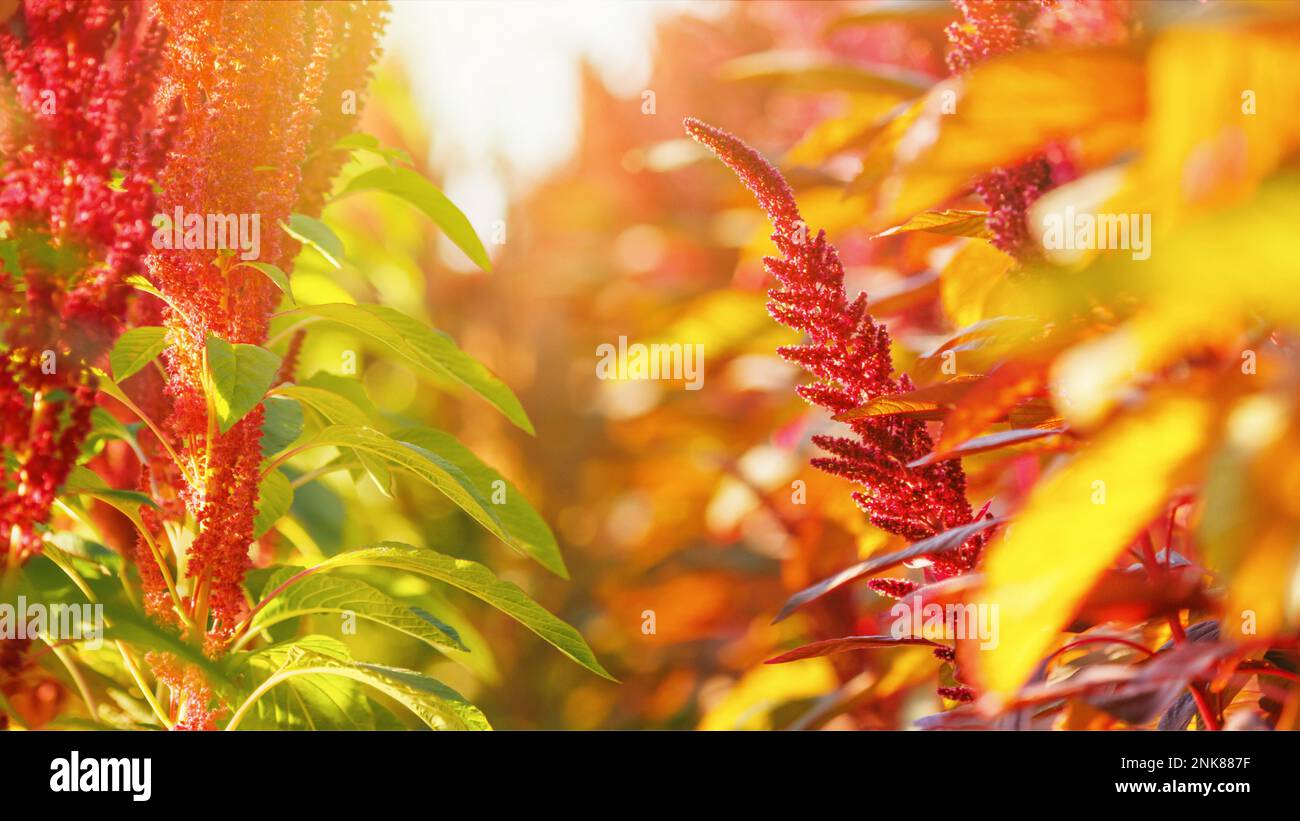 Flowering plants of two different varieties of edible amaranth grow in ...