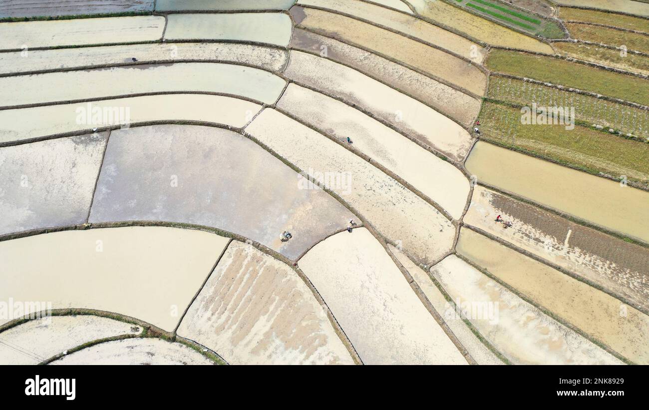 An aerial view of farmers working the water-filled rice paddies in ...