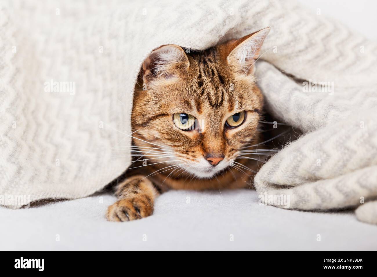 Cute young tabby mixed breed cat under light gray wool plaid in ...
