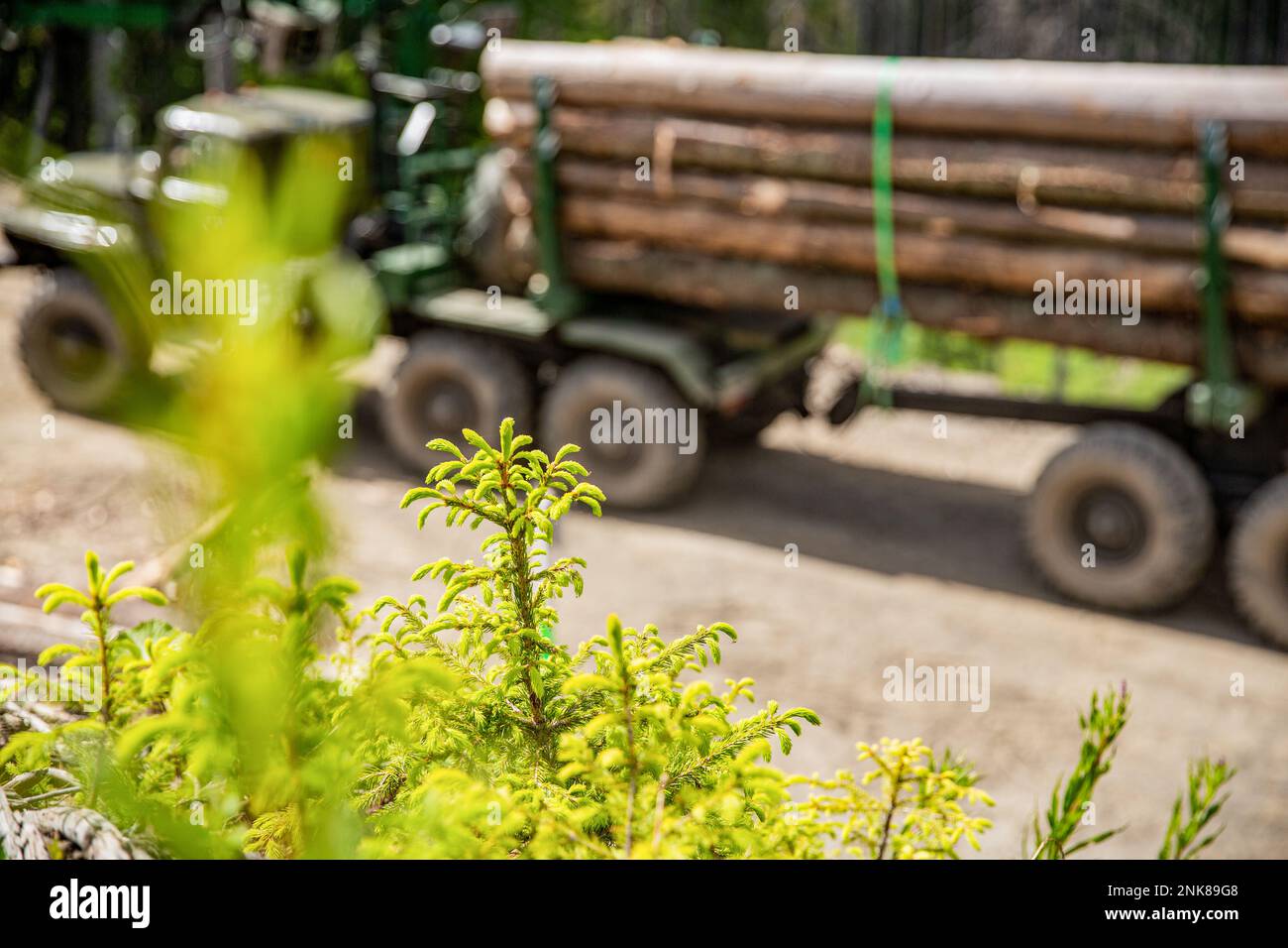 Felling trees,cut trees, fir, fir tree, forest cutting area, forest ...