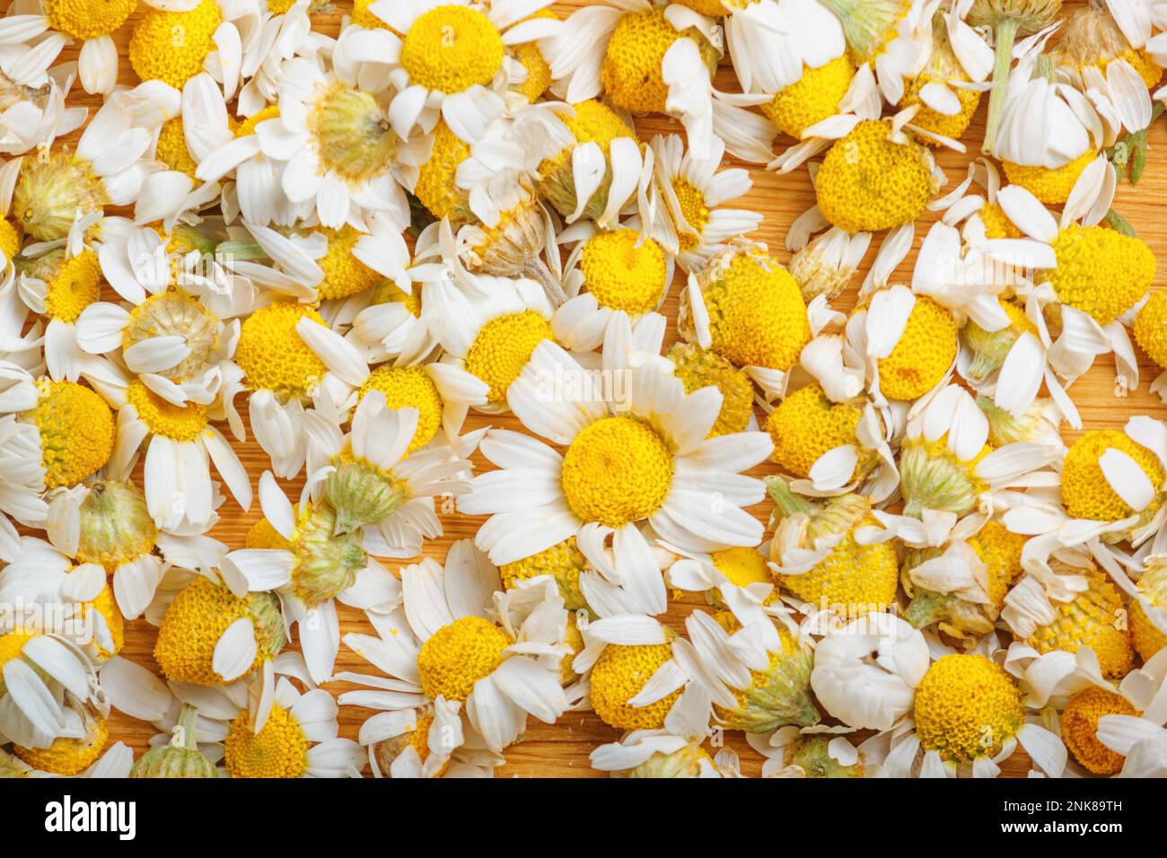 Background of chamomile flowers - Matricaria recutita, blooming spring ...