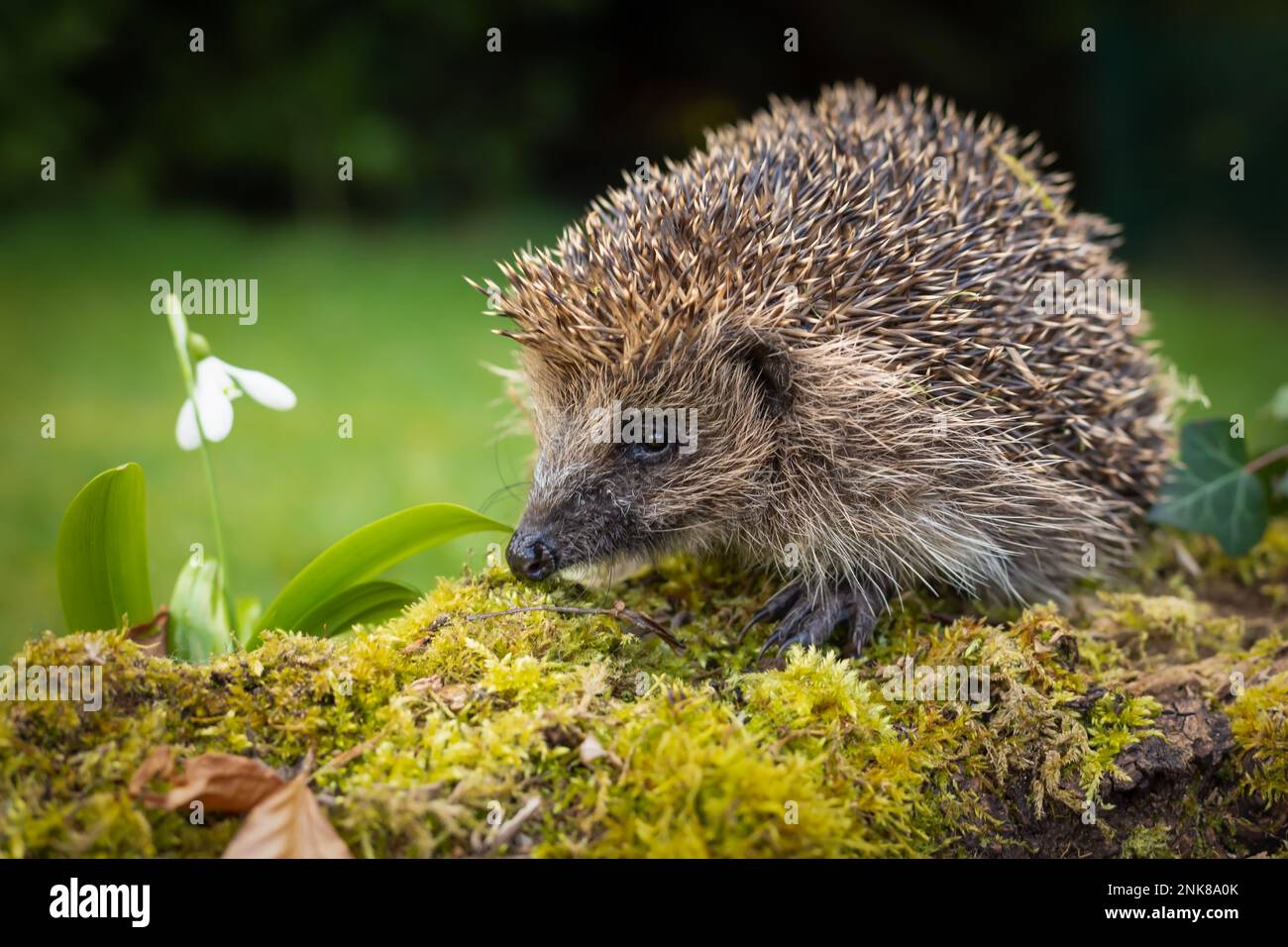 Hedgehog, Scientific name: Erinaceus europaeus. Close up of a wild ...